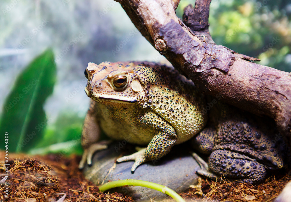 Malay toad. The main color of the backs of toads are brown, black. The ...