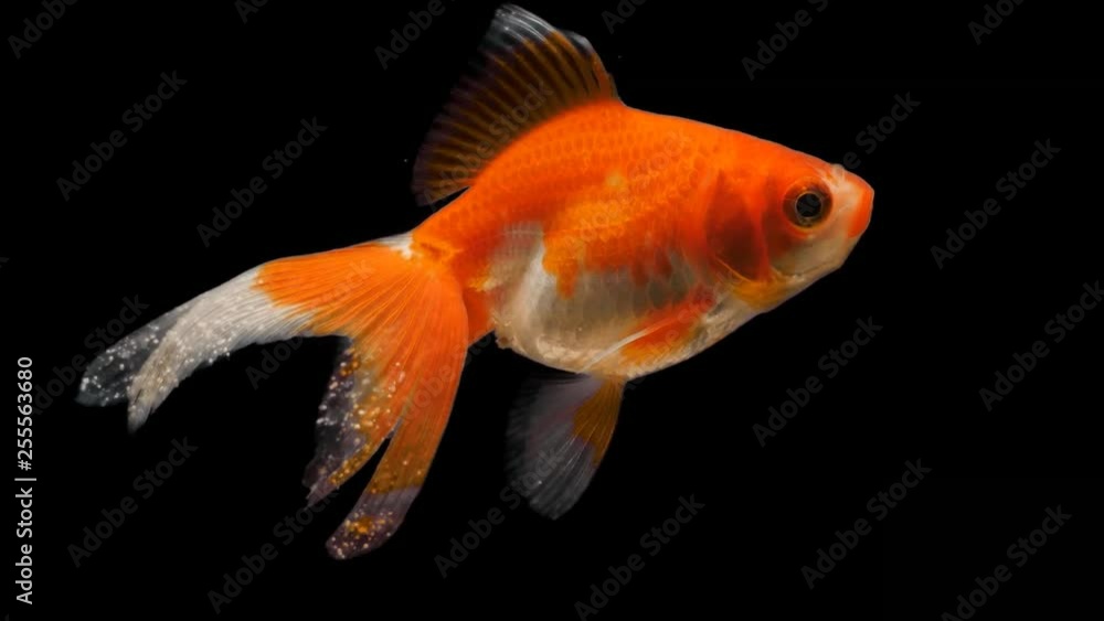 Gold Fish Keying. Alpha Channel. Transparent Background. 4K Stock ビデオ ...