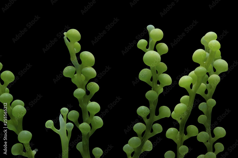 Caulerpa racemosa isolated on black background. Stock Illustration ...