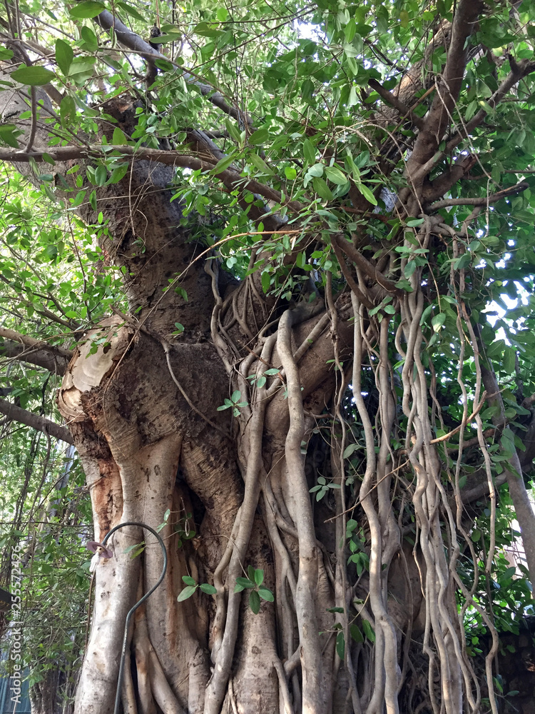 Banyan Tree, Tree, India, Hindu, Sacred Tree, Shiva, Stock Photo ...
