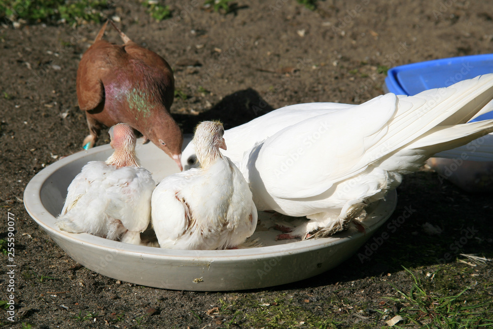 Taubenfamilie mit Taubenküken beim Fressen Stock Photo | Adobe Stock