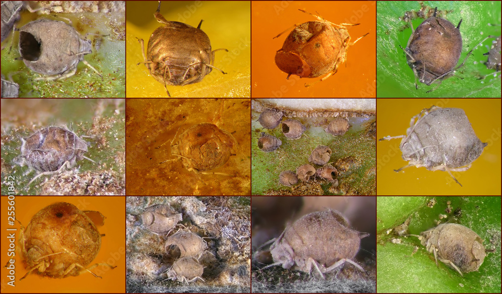 Leaf aphids (plant lice, greenflies, blackflies or whiteflies) after ...