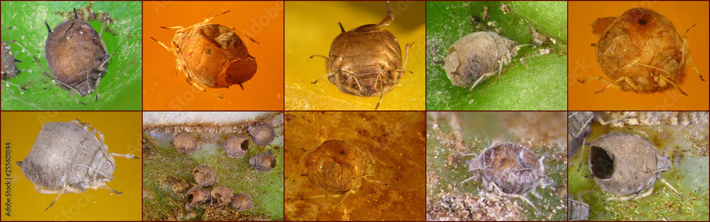 Leaf aphids (plant lice, greenflies, blackflies or whiteflies) after ...