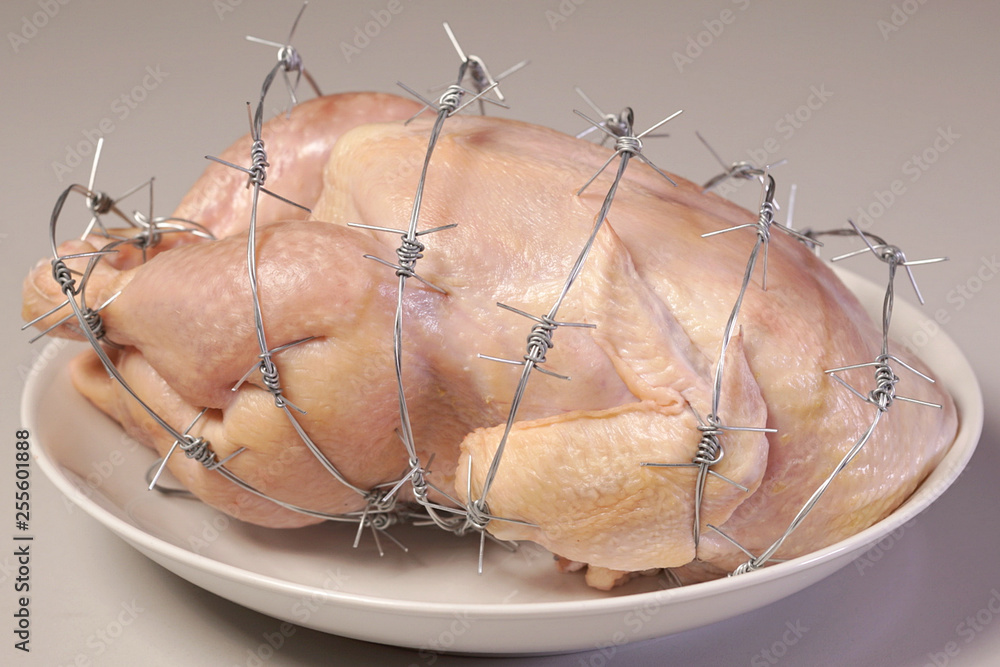 Genetically Modified Chicken