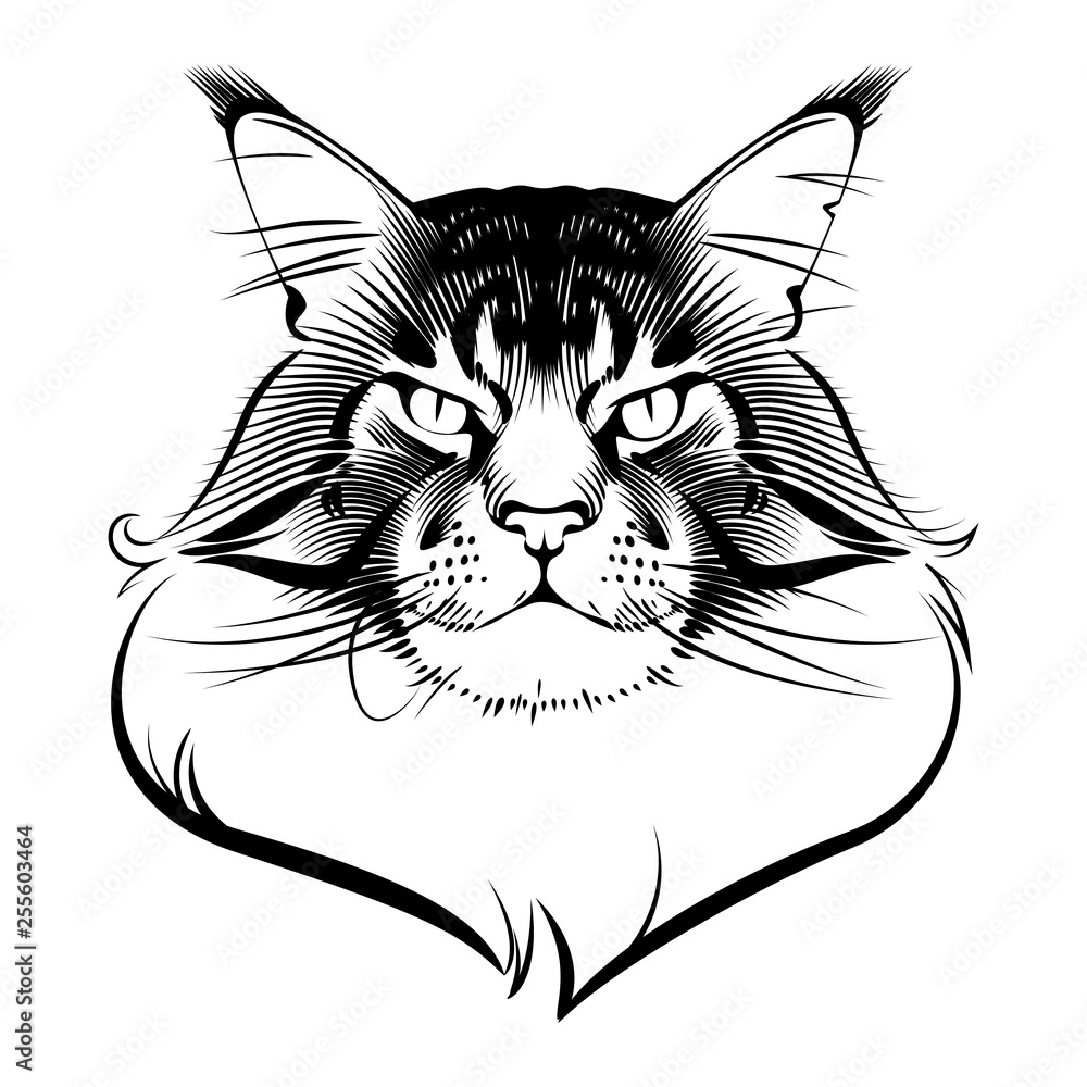 Maine Coon Cat ink graphic rendered in vector, tattoo design Stock ...