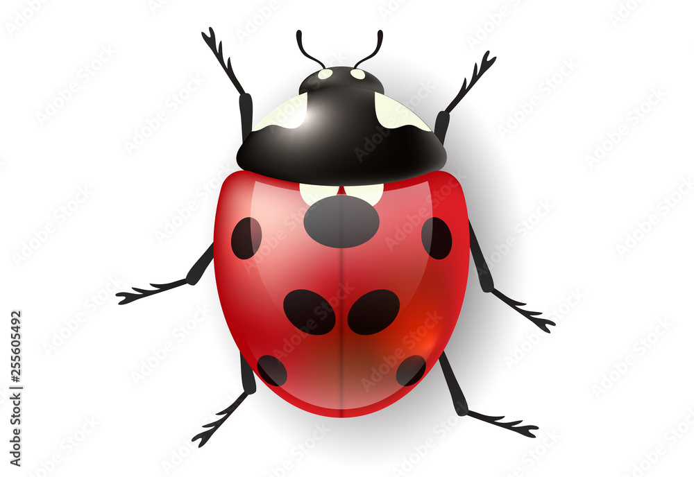 Realistic ladybug from top view. Vector illustration for nature design ...