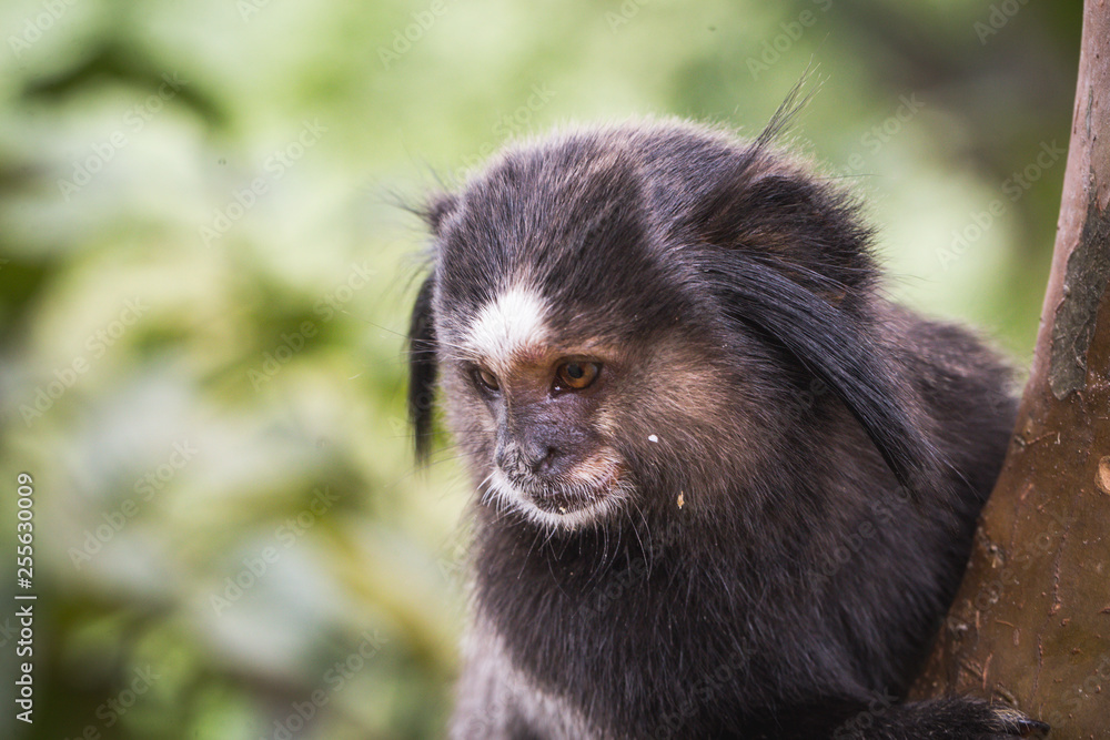 Sagui monkey (Mico Estrela) in the wild in Rio de Janeiro, Brazil Stock ...