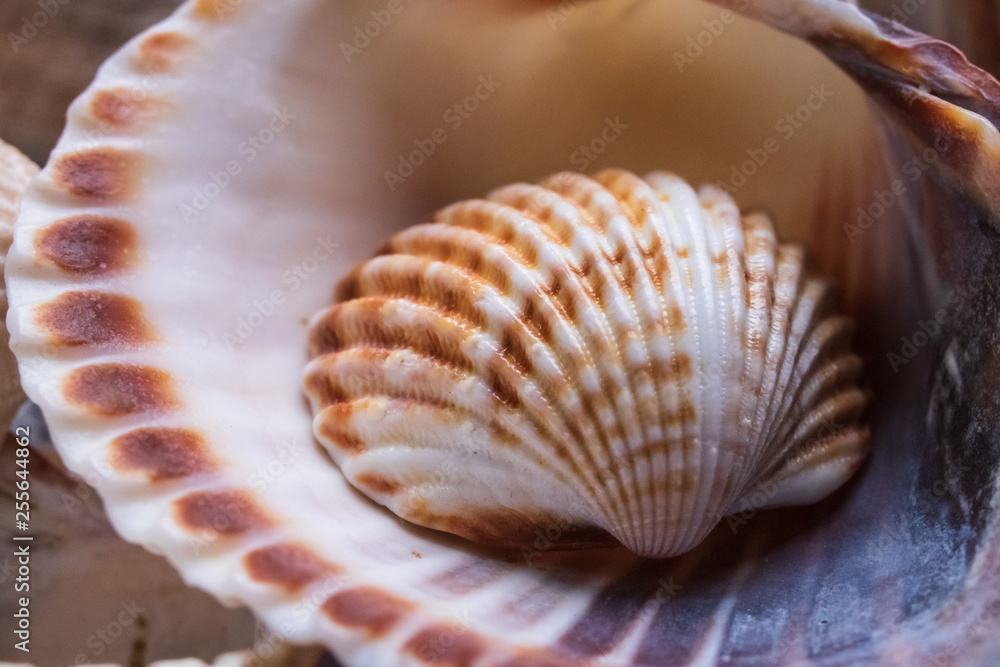 Mixed sea shells of many types and sizes as background Stock Photo ...
