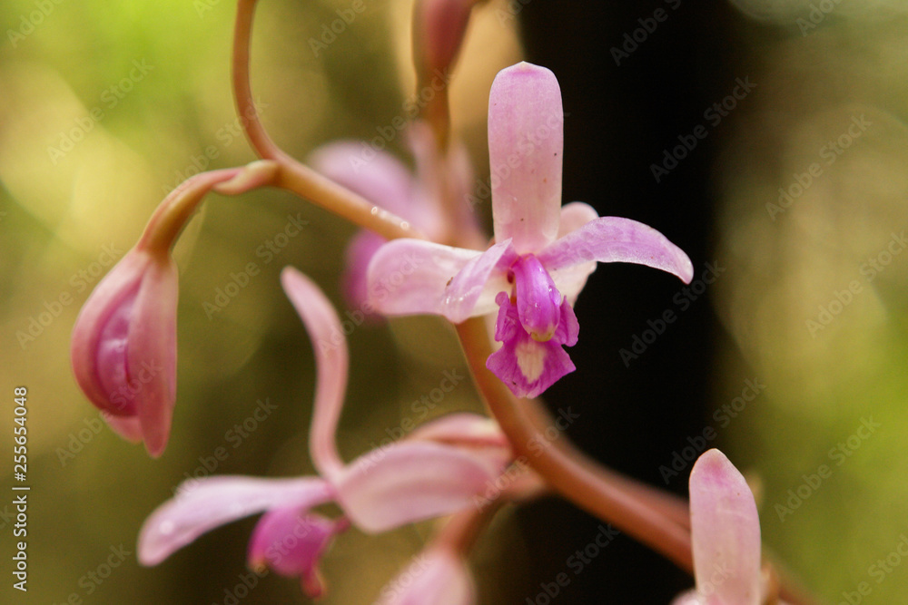 An endangered Largeflower Crested Coralroot (Hexalectris grandiflora ...