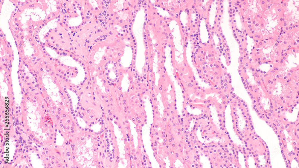 Kidney Histology Normal