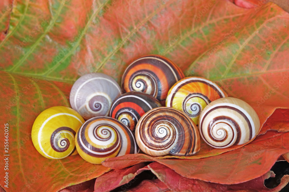 Cuban Tree Snails