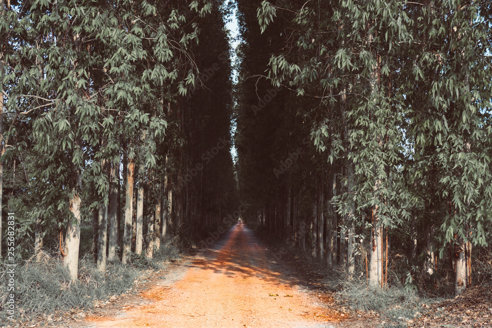 Direct Road With Rows Trees Left And Right, One Point Perspective ...