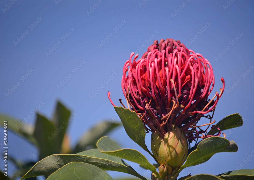 Australian native Telopea Shady Lady variety of waratah flower, family ...