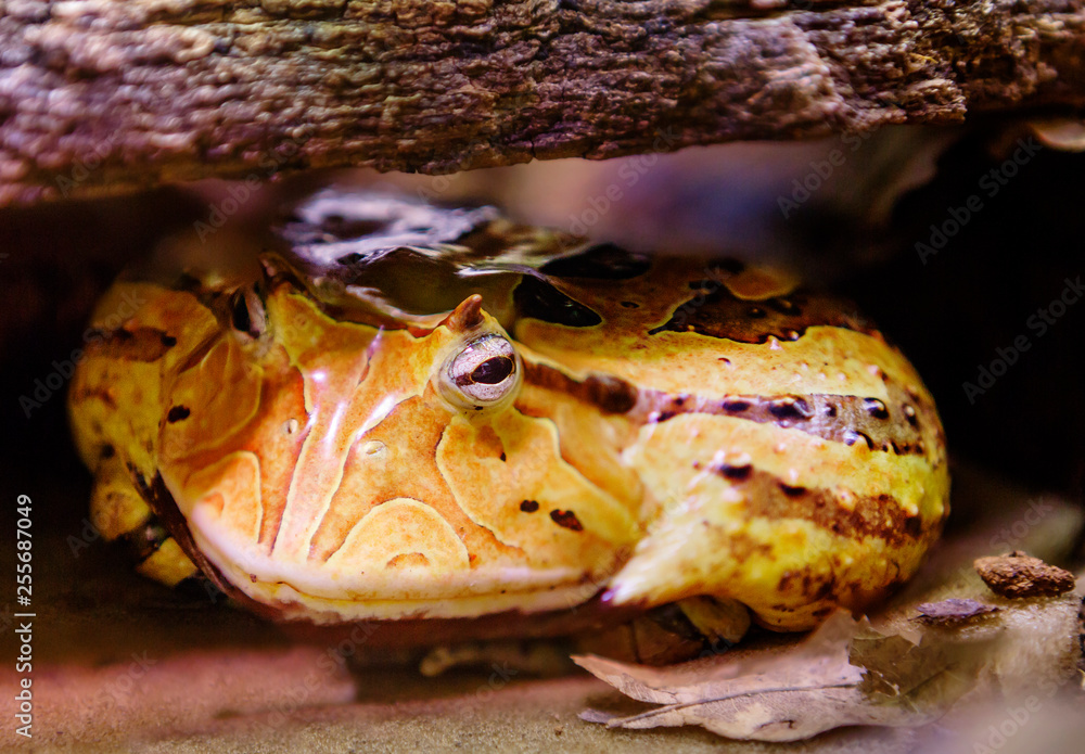 Amazonian Horned Frog. It lives in the Amazon basin. The body shape is ...