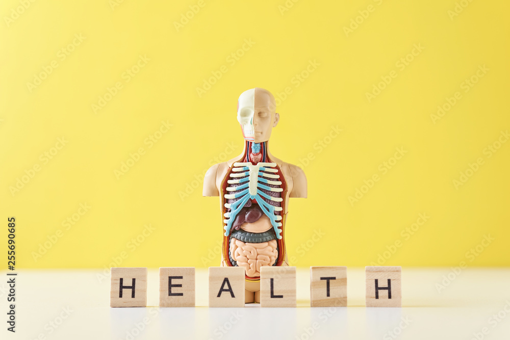 Human anatomy mannequin with internal organs and word HEALTH on a ...