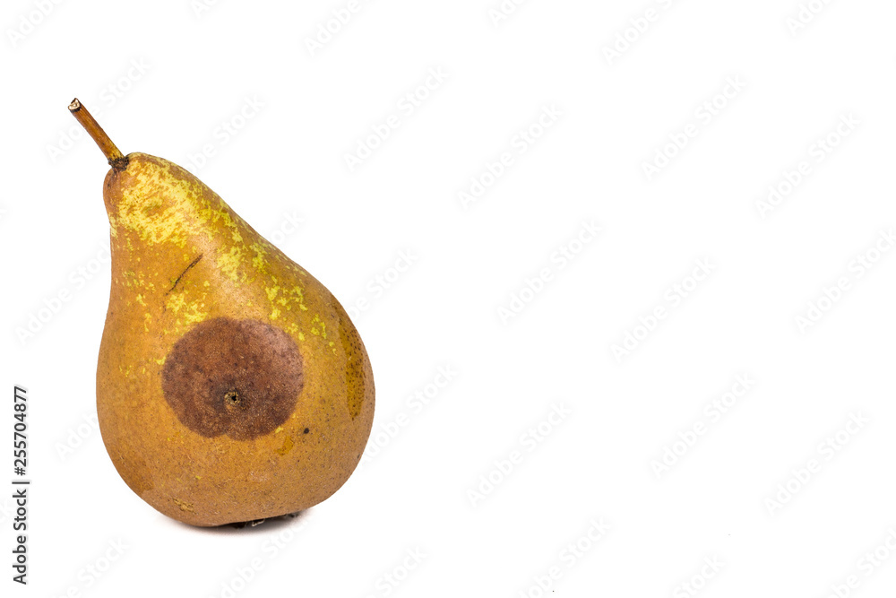 Boring trace of a codling moth Cydia Pomonella, in a wormy pear. On ...