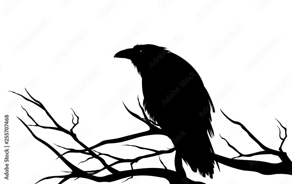 ominous raven sitting on a bare tree branch - black crow bird halloween ...