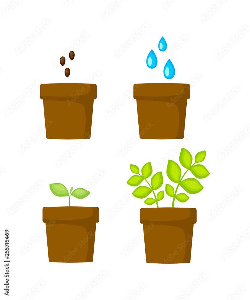 Planting process. How to grow plant from seed step by step. Vector ...