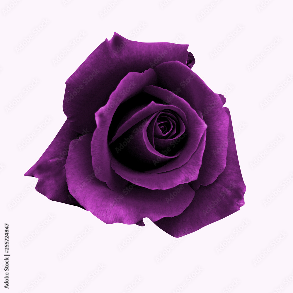 Beautiful flowers purple rose blooming fresh, top view, isolated on ...