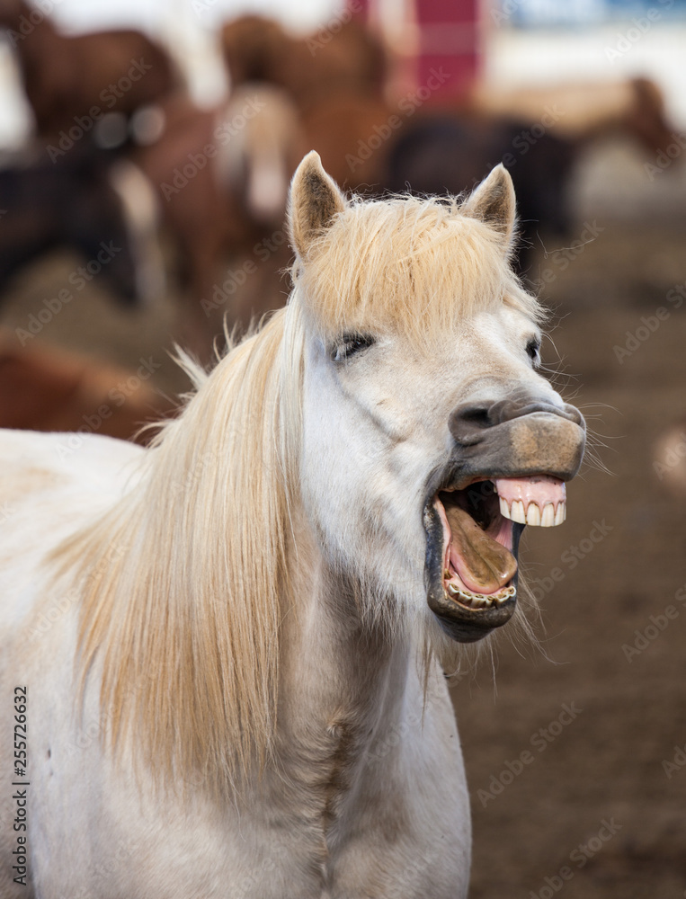 Funny Horse Smiling Pictures With Captions