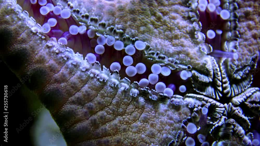 coral; sarcophyton; soft; sea; reef; nature; closeup; life; water ...
