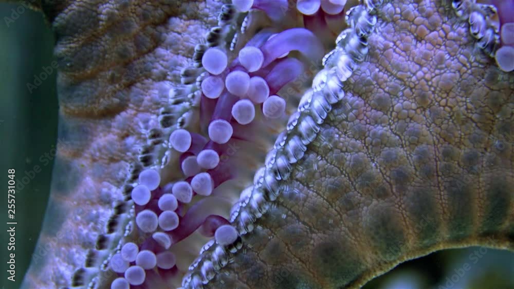 coral; sarcophyton; soft; sea; reef; nature; closeup; life; water ...