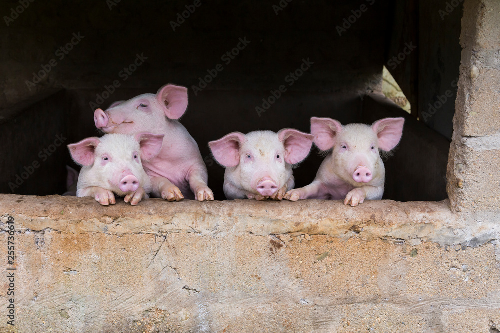 Four adorable young pink pigs standing huddled with trotters on pen ...