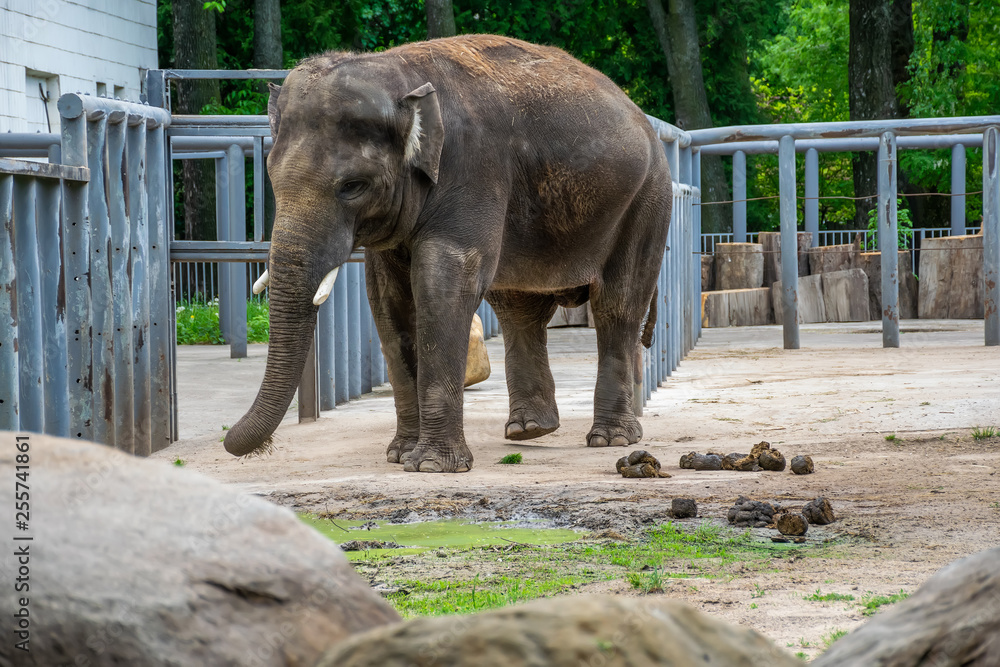 Poster After eating an elephant piled a large pile of poop – Wall Art ...