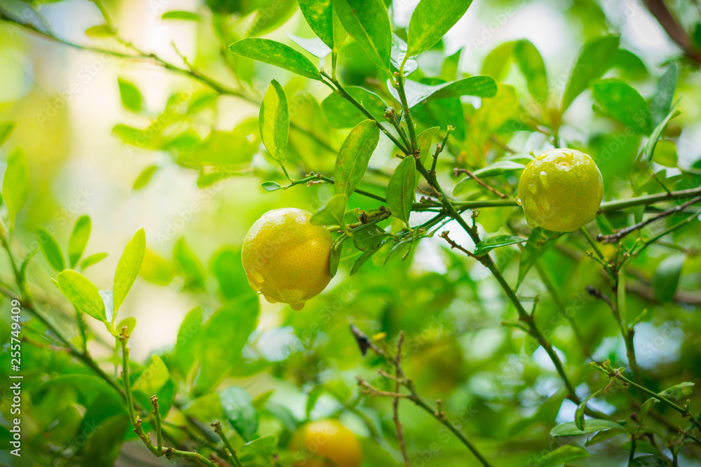 Organic Limes or Lemon trees in field so fresh droplets of water in ...