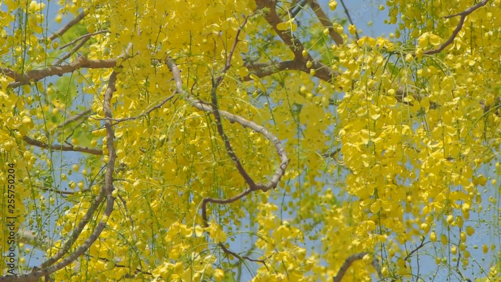 Beautiful Cassia fistula or Golden shower tree blossom blooming on tree ...