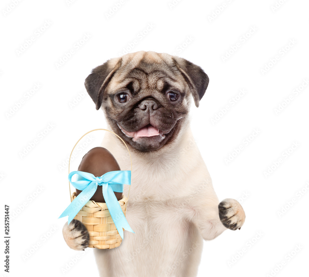 Chocolate Pug Puppies