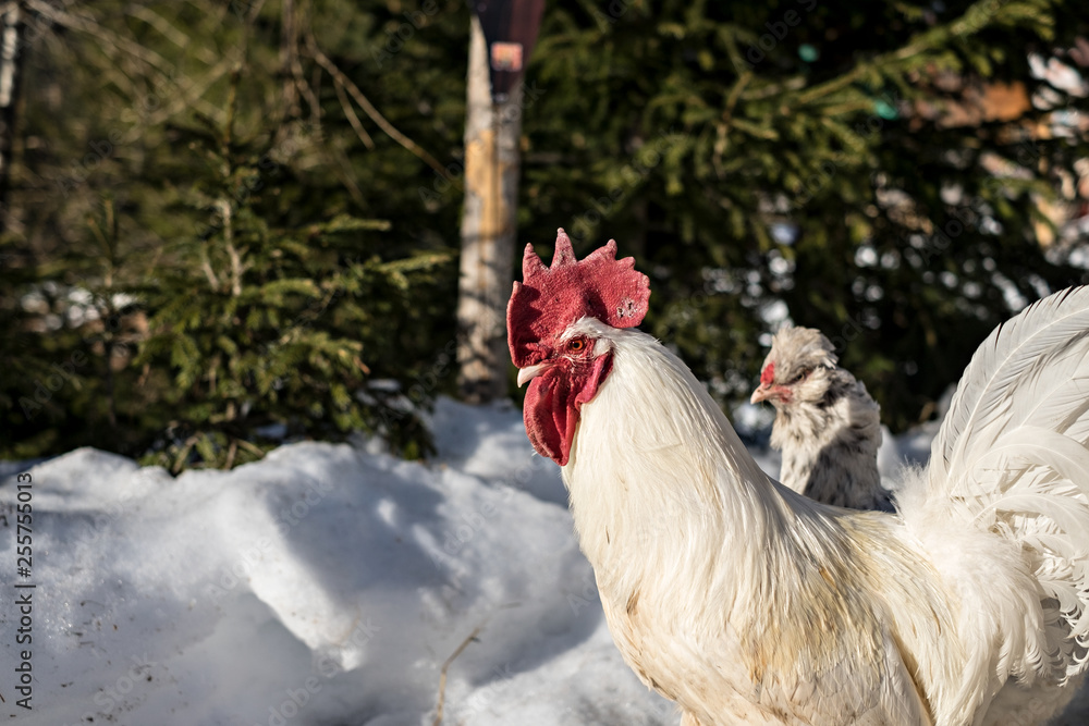 Gallo di montagna Stock Photo | Adobe Stock