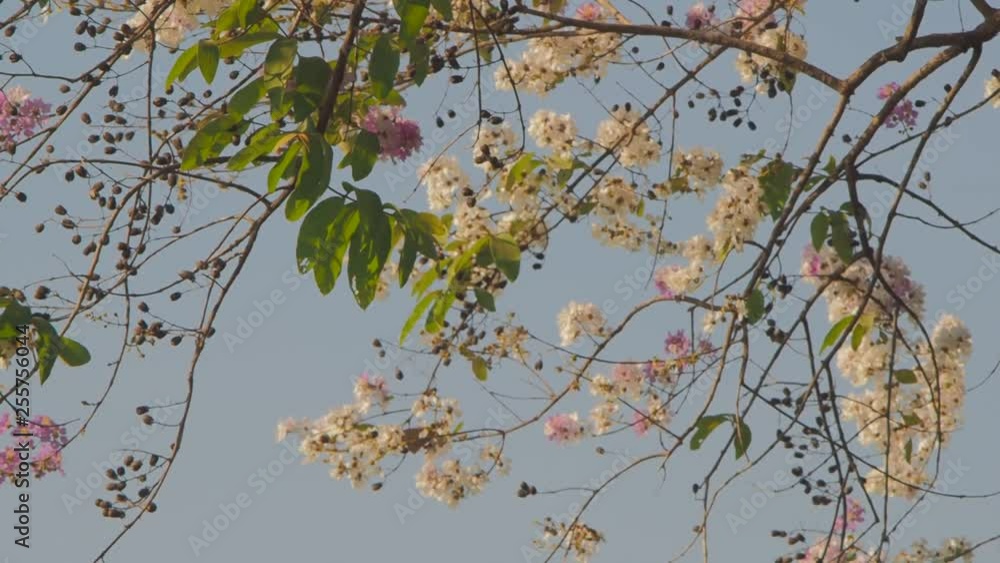view panning beautiful Pride of india flowers (Lagerstroemia speciosa ...