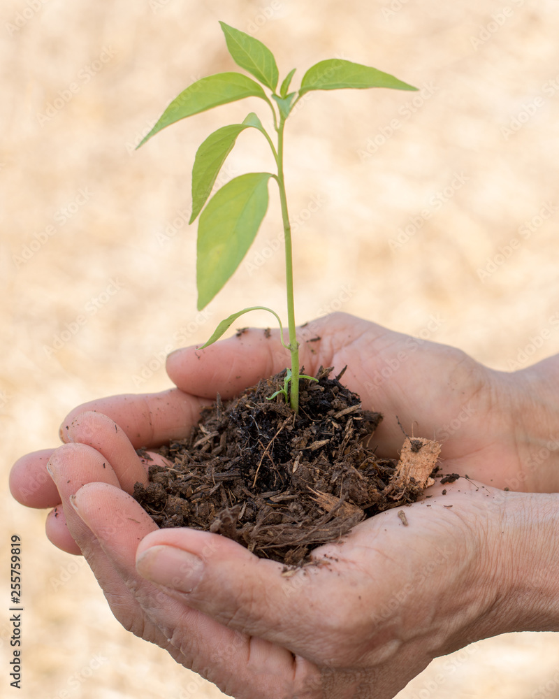 World environment day reforesting eco bio arbor CSR ESG ecosystems ...