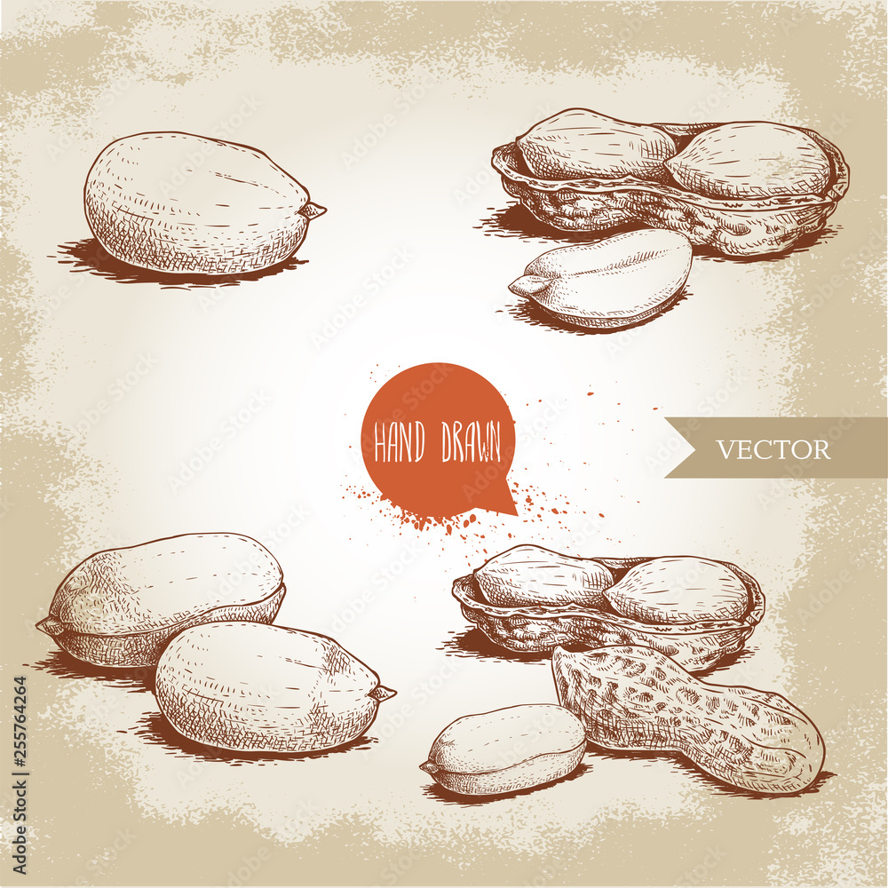 Hand drawn sketch style peanuts set. Organic food. Seed and peanut pod ...