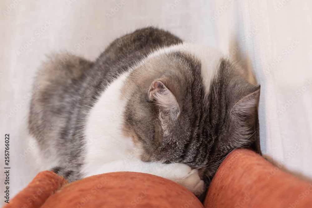 Cat Face In Paws