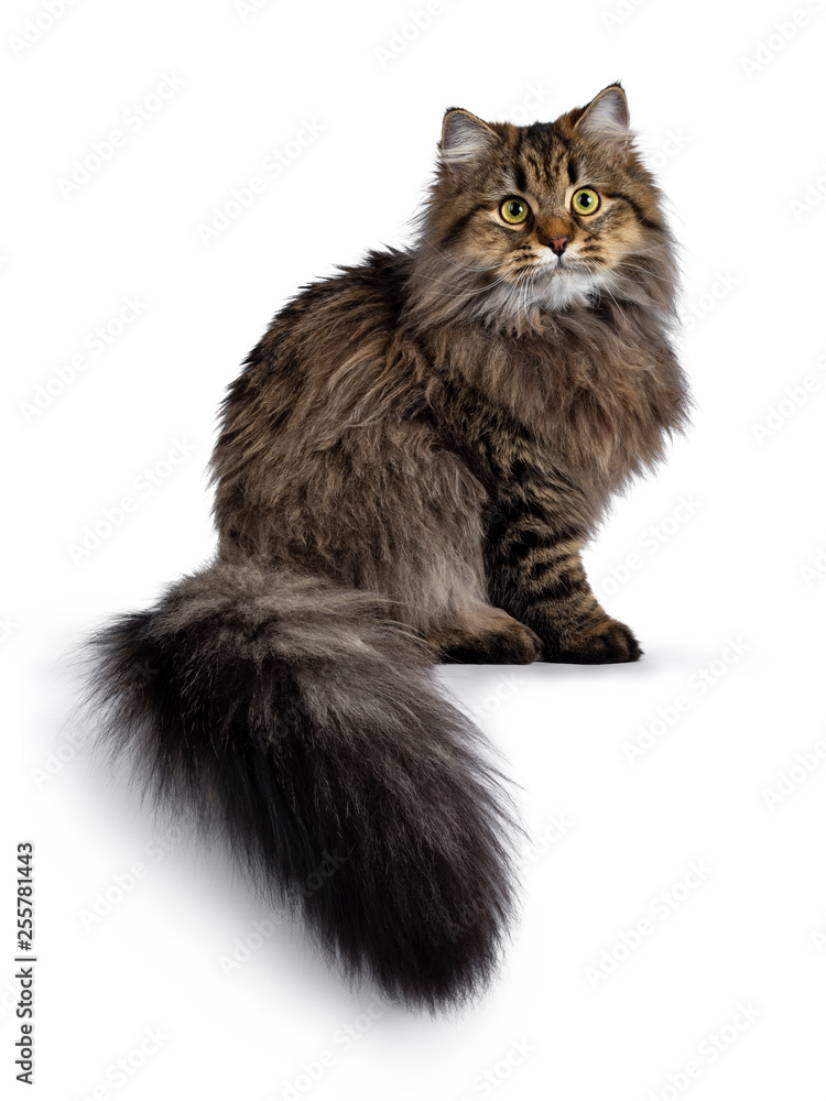 Cute friendly classic tabby Siberian cat kitten with amazing fur ...