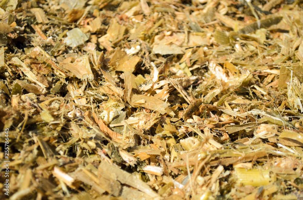 Fermented corn silage. Energy feed for livestock - maize silage. Corn ...