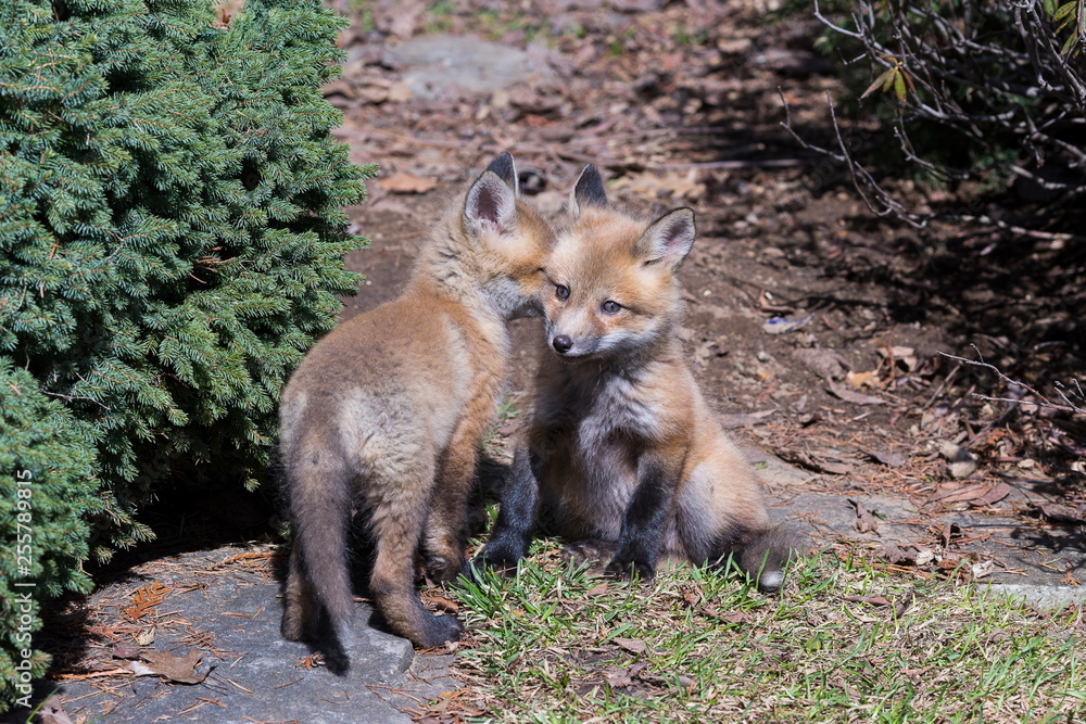 Foto de Six-week old red fox cub turning its face to its sibling's ear ...