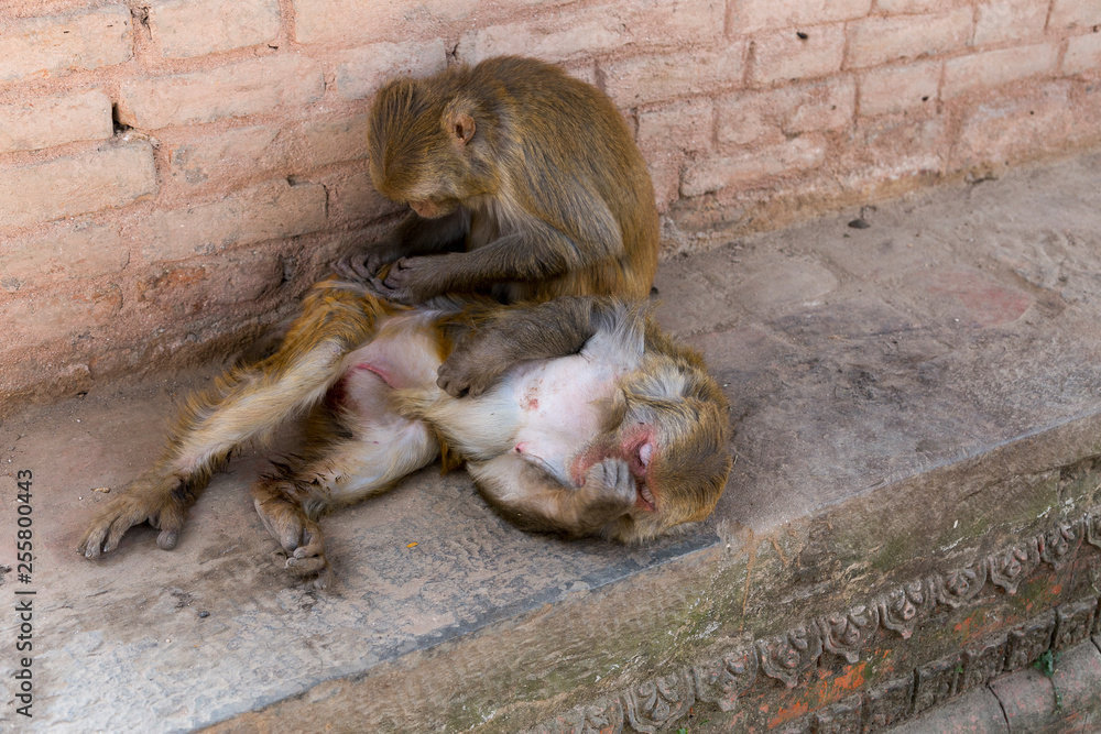 Macaque monkey busy grooming other monkey lying down on stone ledge ...
