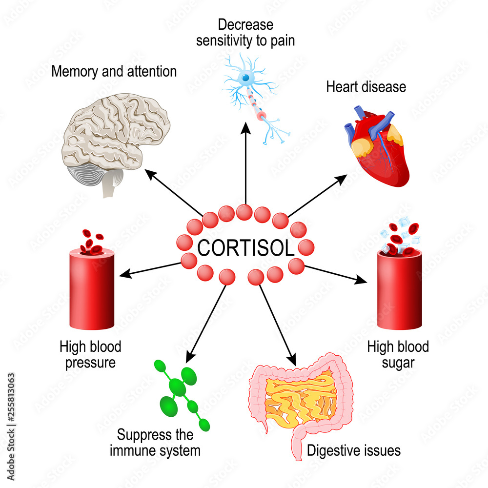 Cortisol hormone. Human endocrine system Stock Vector | Adobe Stock