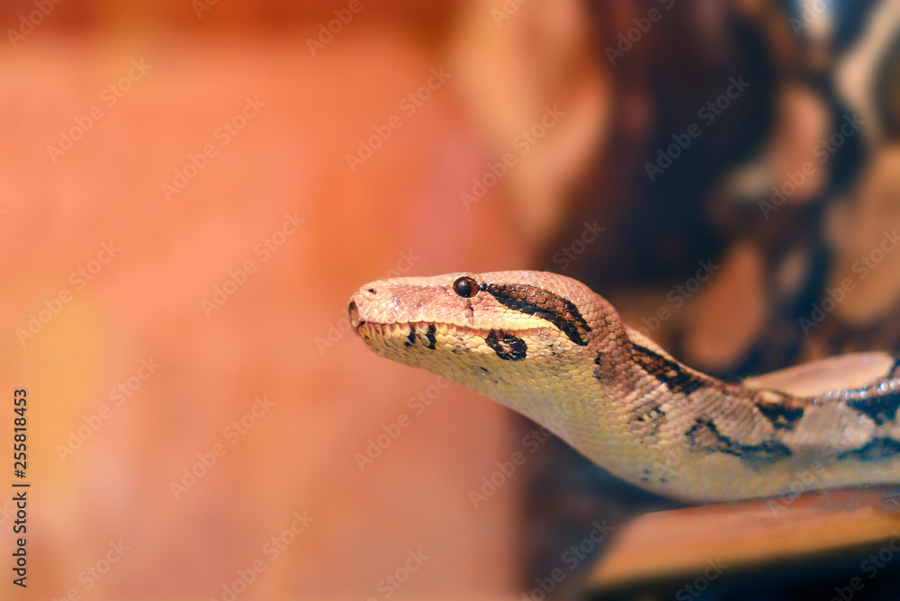 Snake in a zoo in an artificial place behind a glass fence. Stock Photo ...