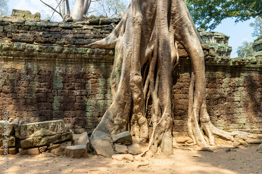 Ancient Khmer architecture. Ta Prohm temple with giant banyan tree ...