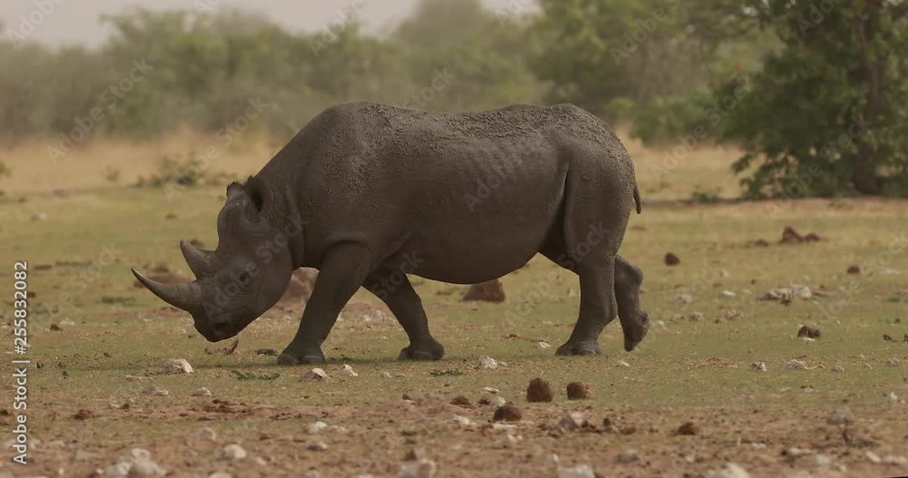 Wild black rhinoceros, Diceros bicornis, side view, dangerous animal ...
