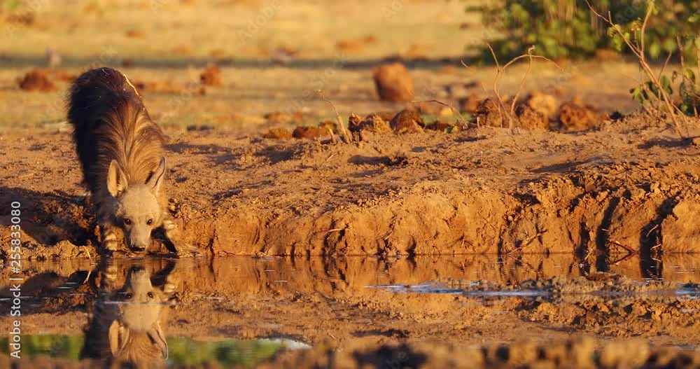 Brown hyena, Parahyaena brunnea, also strandwolf. Low angle footage of ...