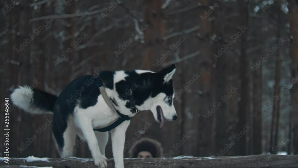 A dog breed Husky jumps on a wood log in the forest in winter. Black ...