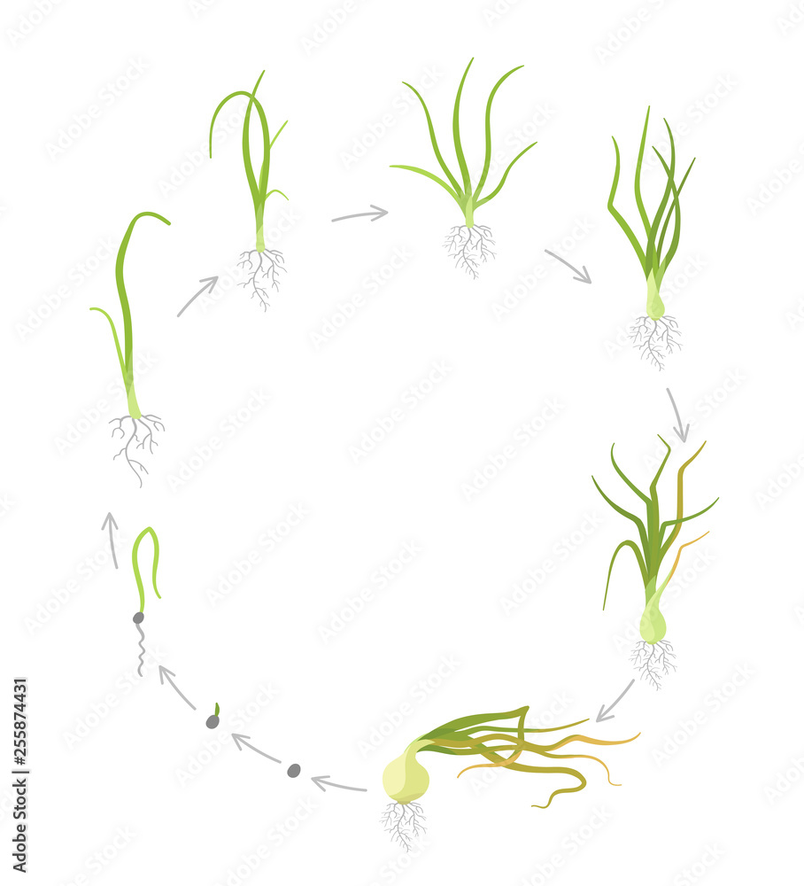 Crop stages of onion. Circular round growing onion plants. Bulbs life ...
