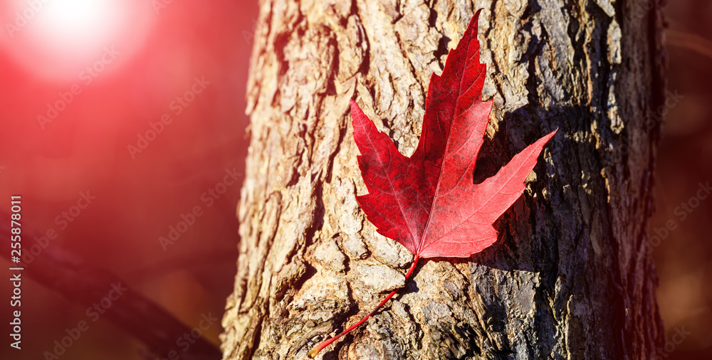 Red maple leaf. Canada Day maple leaves background. Falling red leaf ...