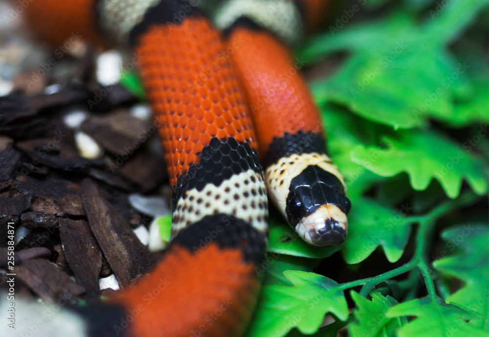 Central American Milk snake. Milk snake is a species of non-poisonous ...