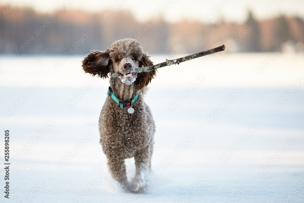 How Far Can A Standard Poodle Run